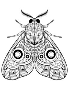 15 Diverse Moth Coloring Pages – My Coloring Spot