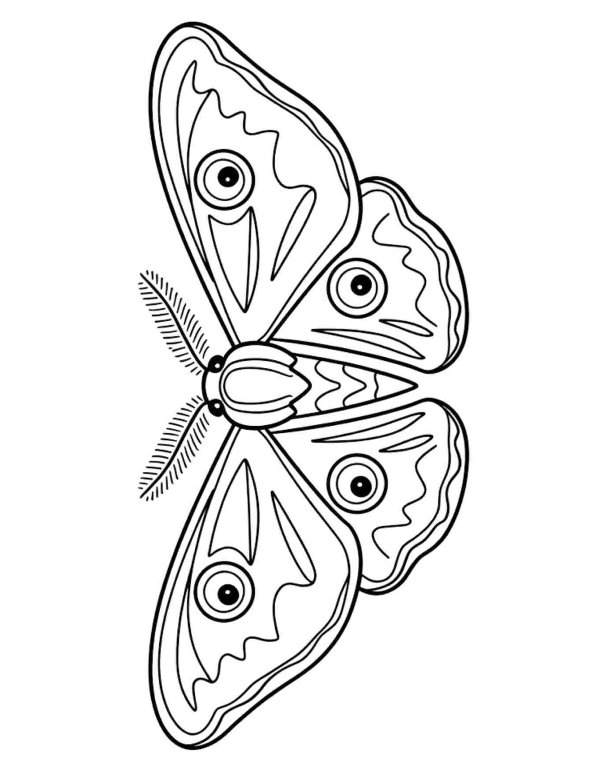 15 Diverse Moth Coloring Pages – My Coloring Spot