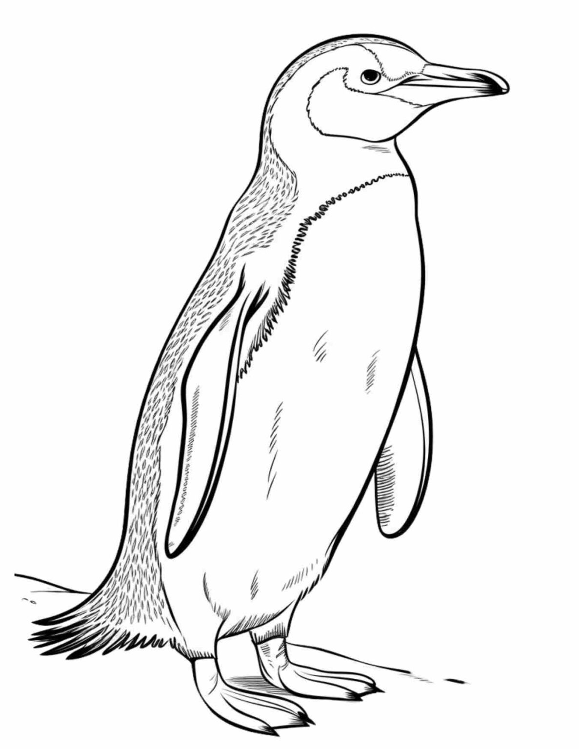25 Amazing Penguin Coloring Pages – My Coloring Spot