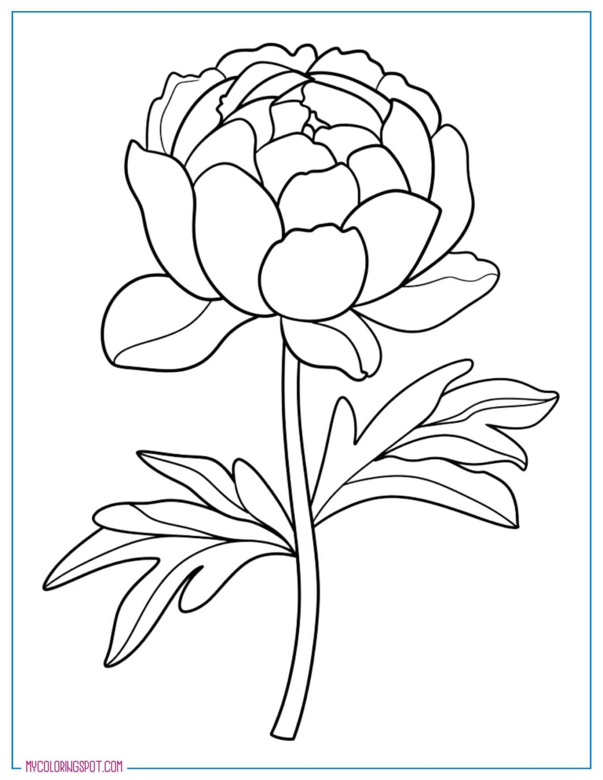 20 Free Peonies Coloring Pages for Adults and Kids – My Coloring Spot