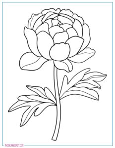 20 Free Peonies Coloring Pages for Adults and Kids – My Coloring Spot