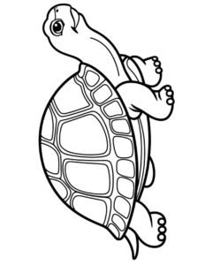 18 Fun Turtle Coloring Pages for Everyone (Free PDF Printables) – My ...